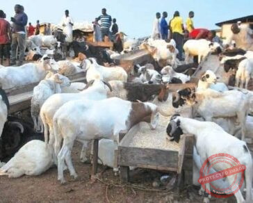 Sallah Shock 2026: Nigerians Struggle as Ram Prices Hit ₦1.5 Million ...